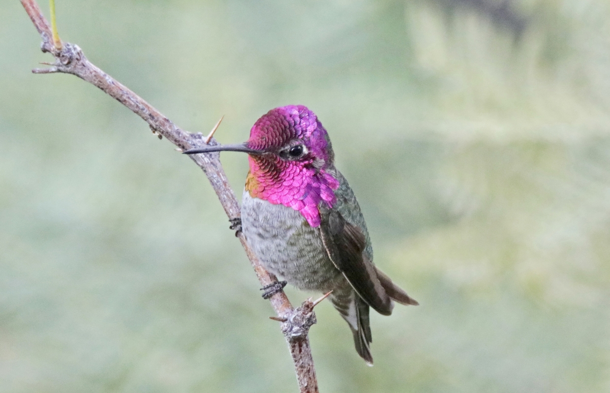 Tucson Hummingbirds - Photos of Anna's, Broad-billed, Costa's