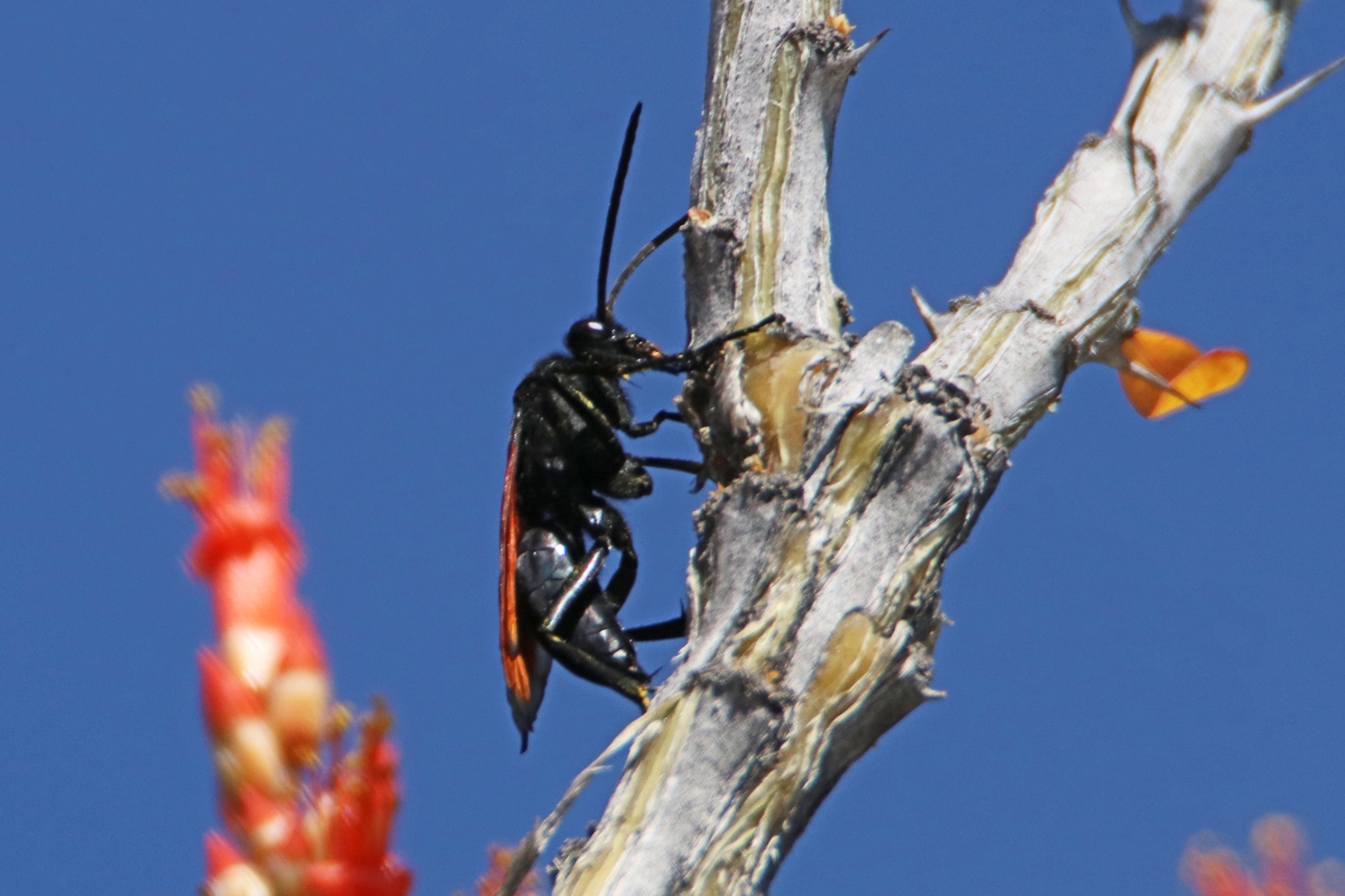 Tarantula Hawk Nest