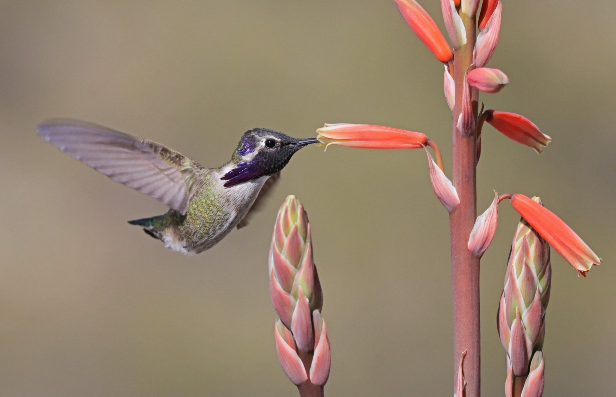 Tucson Hummingbirds - Photos of Anna's, Broad-billed, Costa's