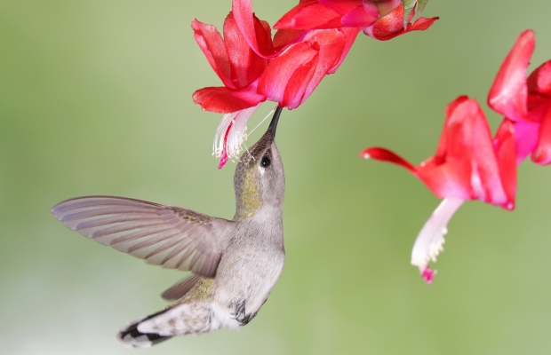 Tucson Hummingbirds - Photos of Anna's, Broad-billed, Costa's