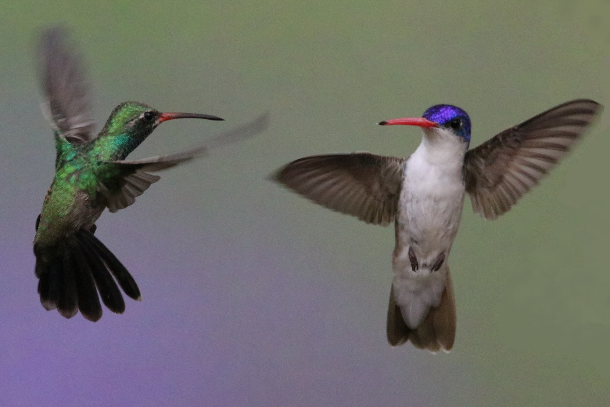 Violet Crowned Hummingbird