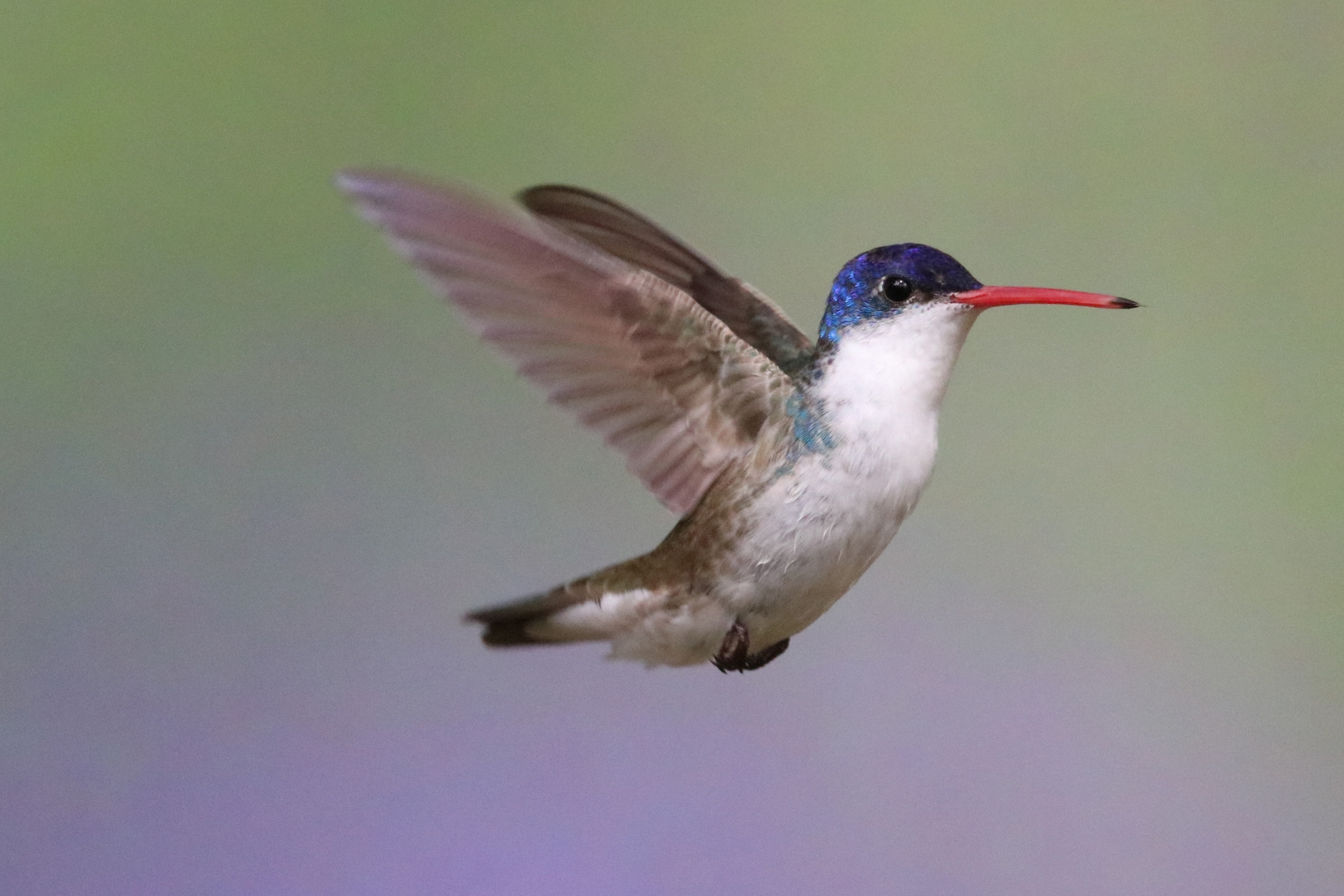 Violet Crowned Hummingbird